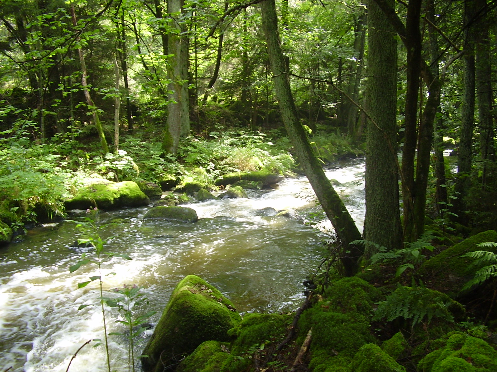 Ascha - Abschnitt Dieterskirchen - Angelgewässer - Dieterskirchen