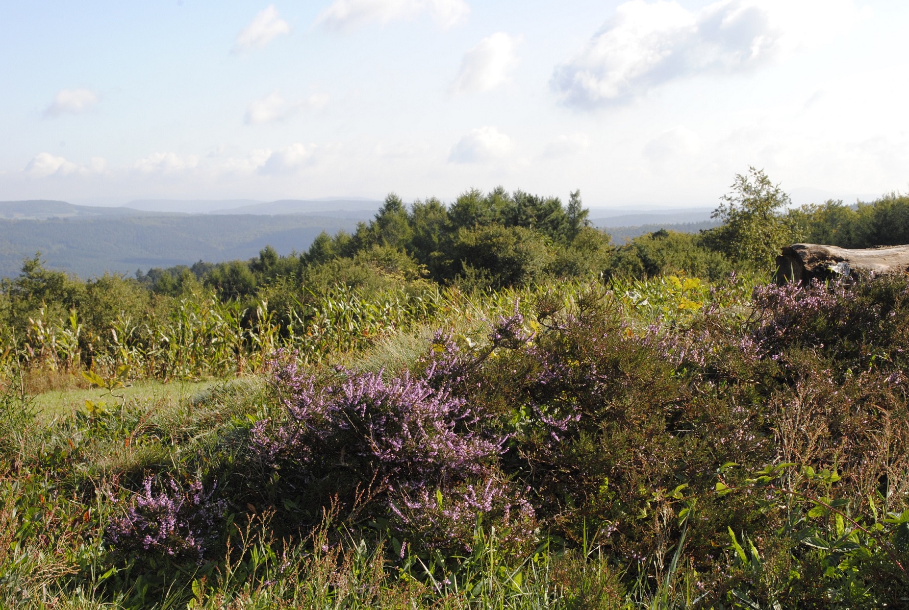 Naturpark Hessischer Spessart