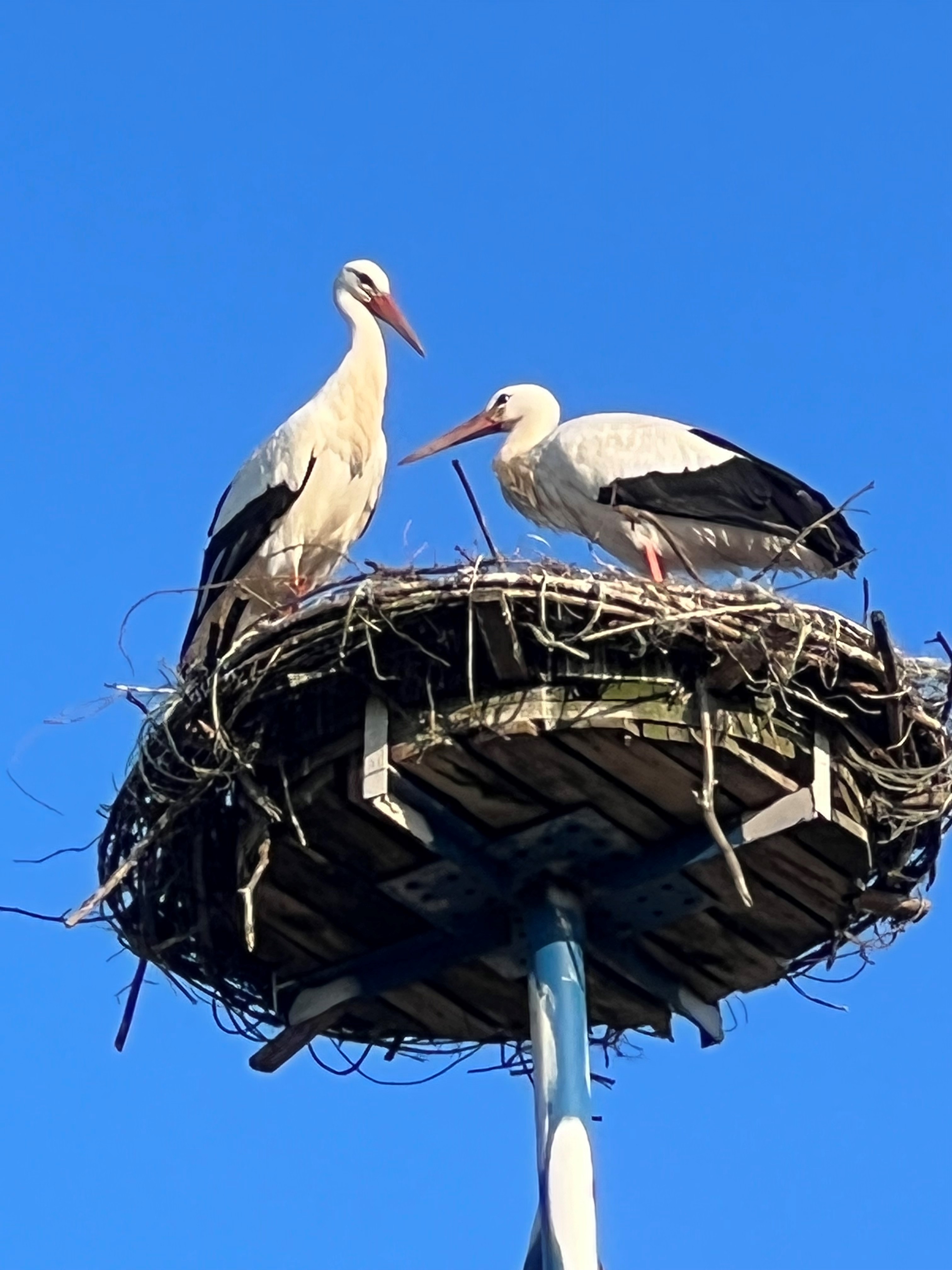 Storchenhorst Frille II Salkamp
