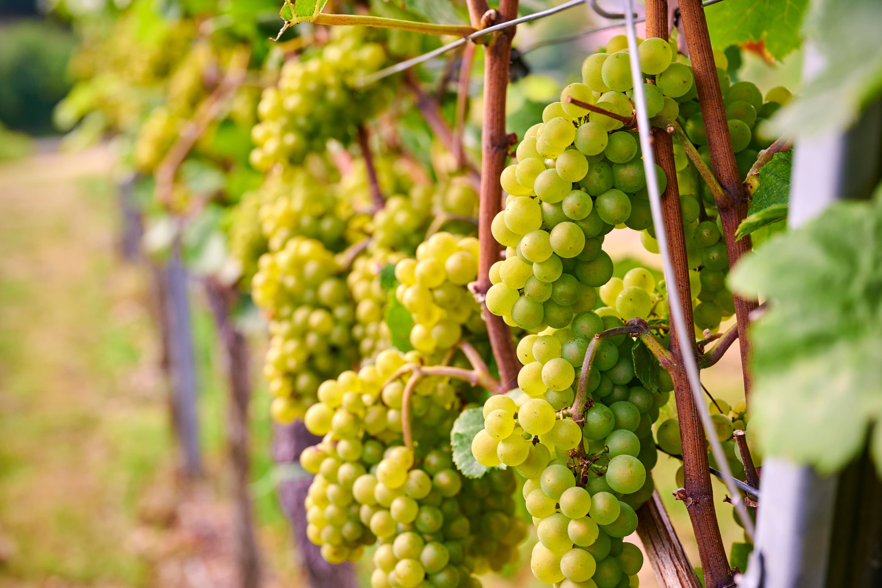 Spurensuche - Von der Traube zum Wein