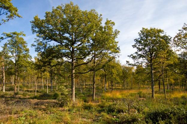 Erlebnisstation 4: Mittelwald am Heinberg