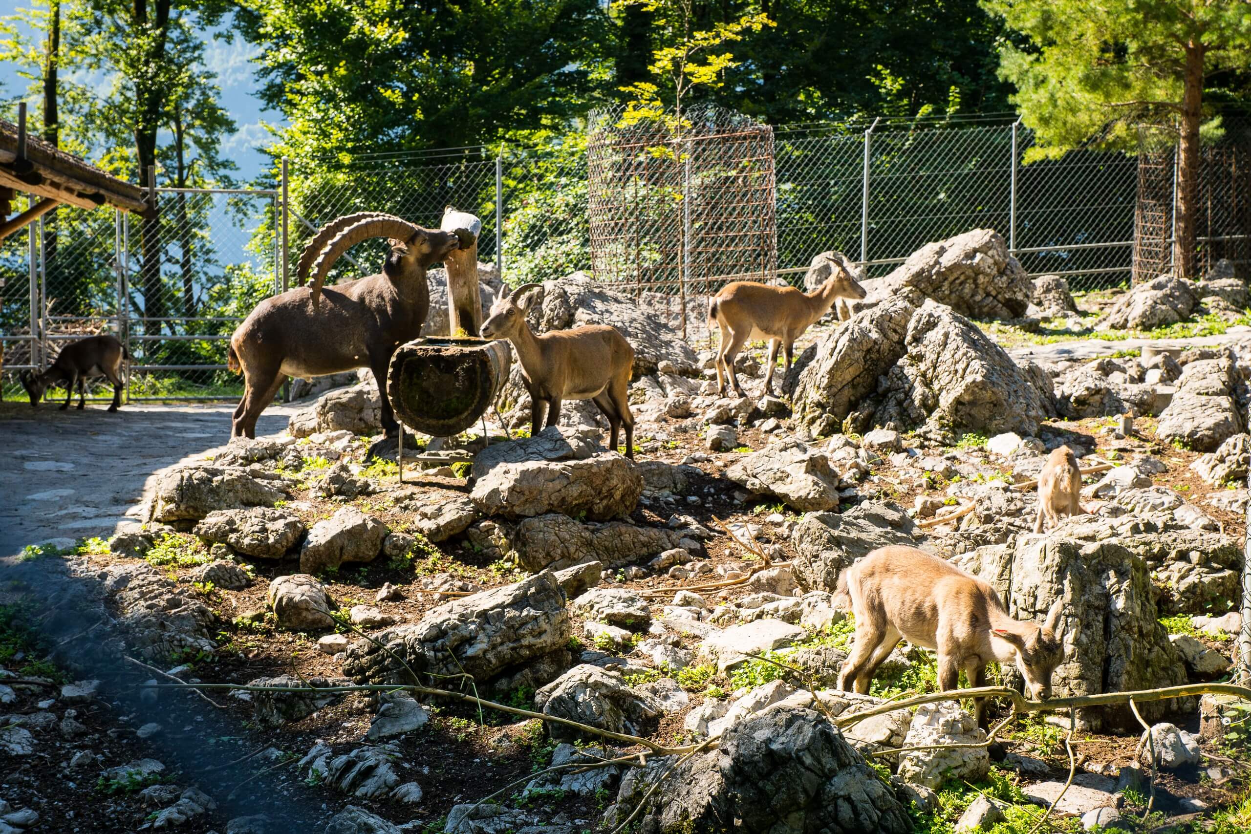 Brienz Wildlife Park – an experience in the animal kingdom