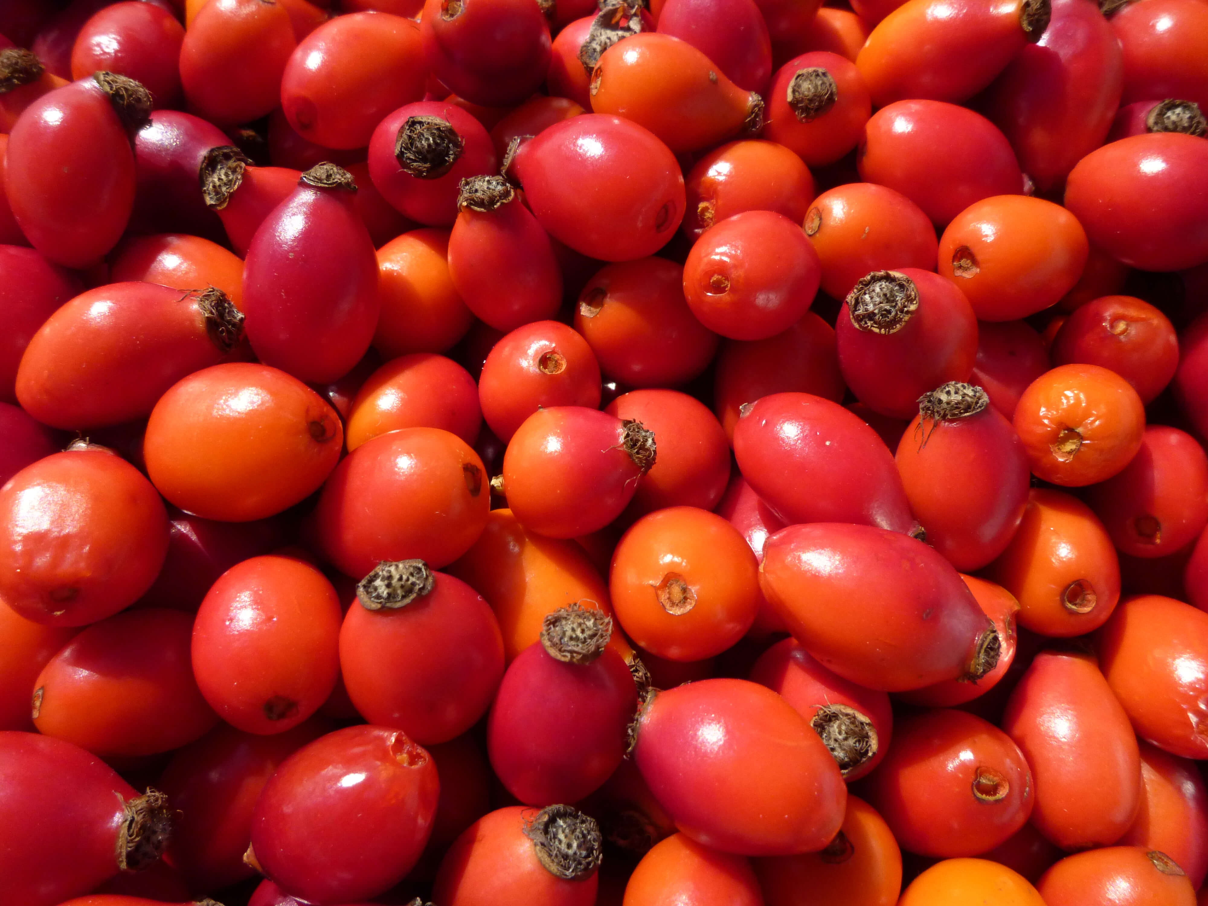 Diemtigtal - Processing rose hips by machine