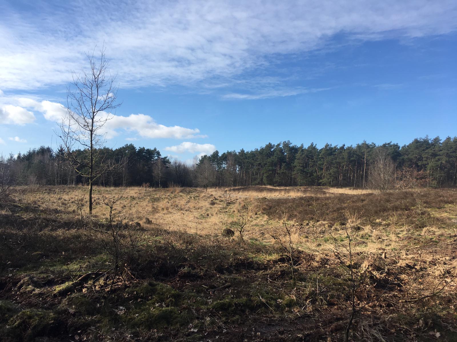 Gudendorfer Heide | Dithmarschen