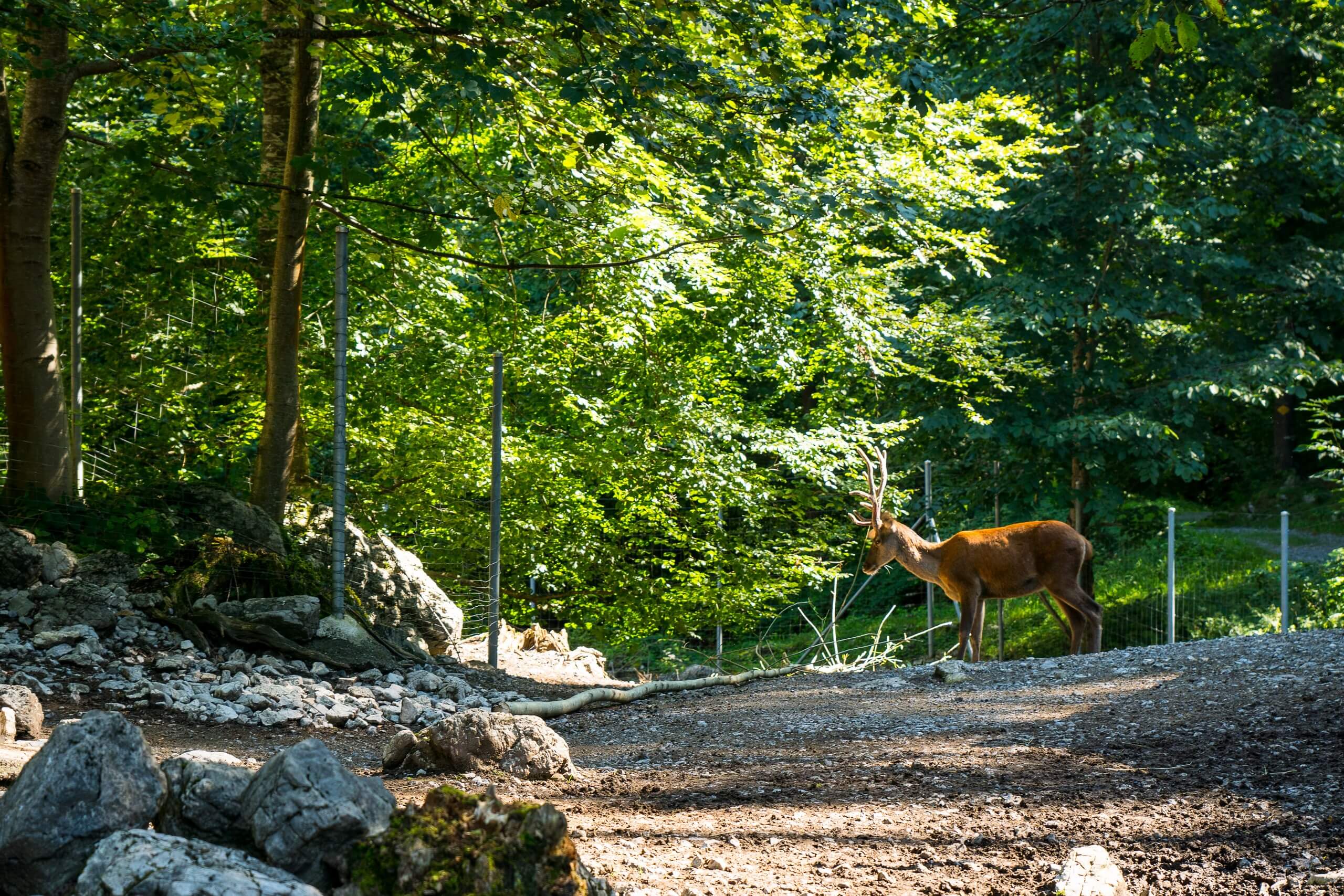 Wildpark Brienz
