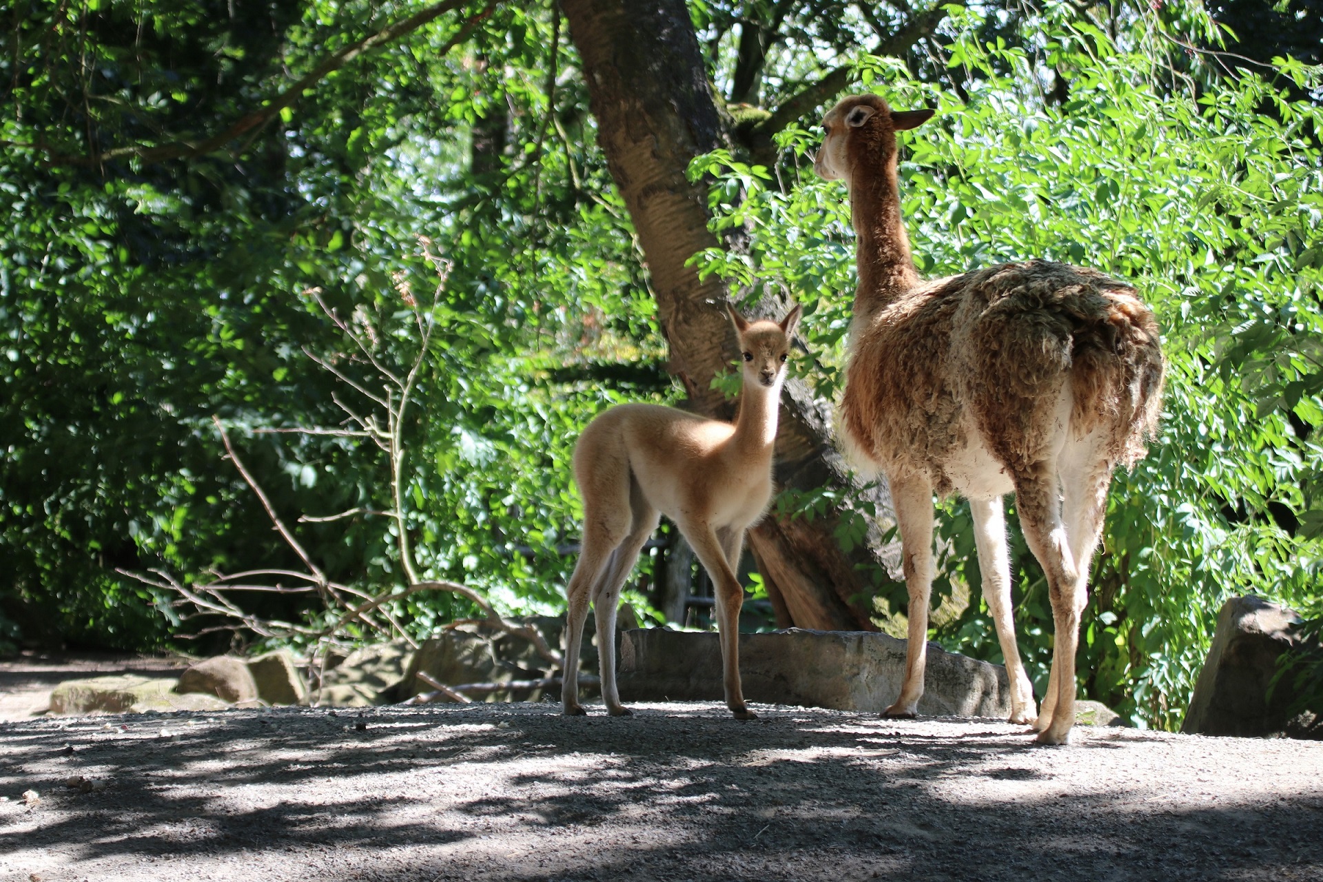 2660 Tiere aus mehr als 300 Arten: Der vielfältige Zoo Osnabrück.