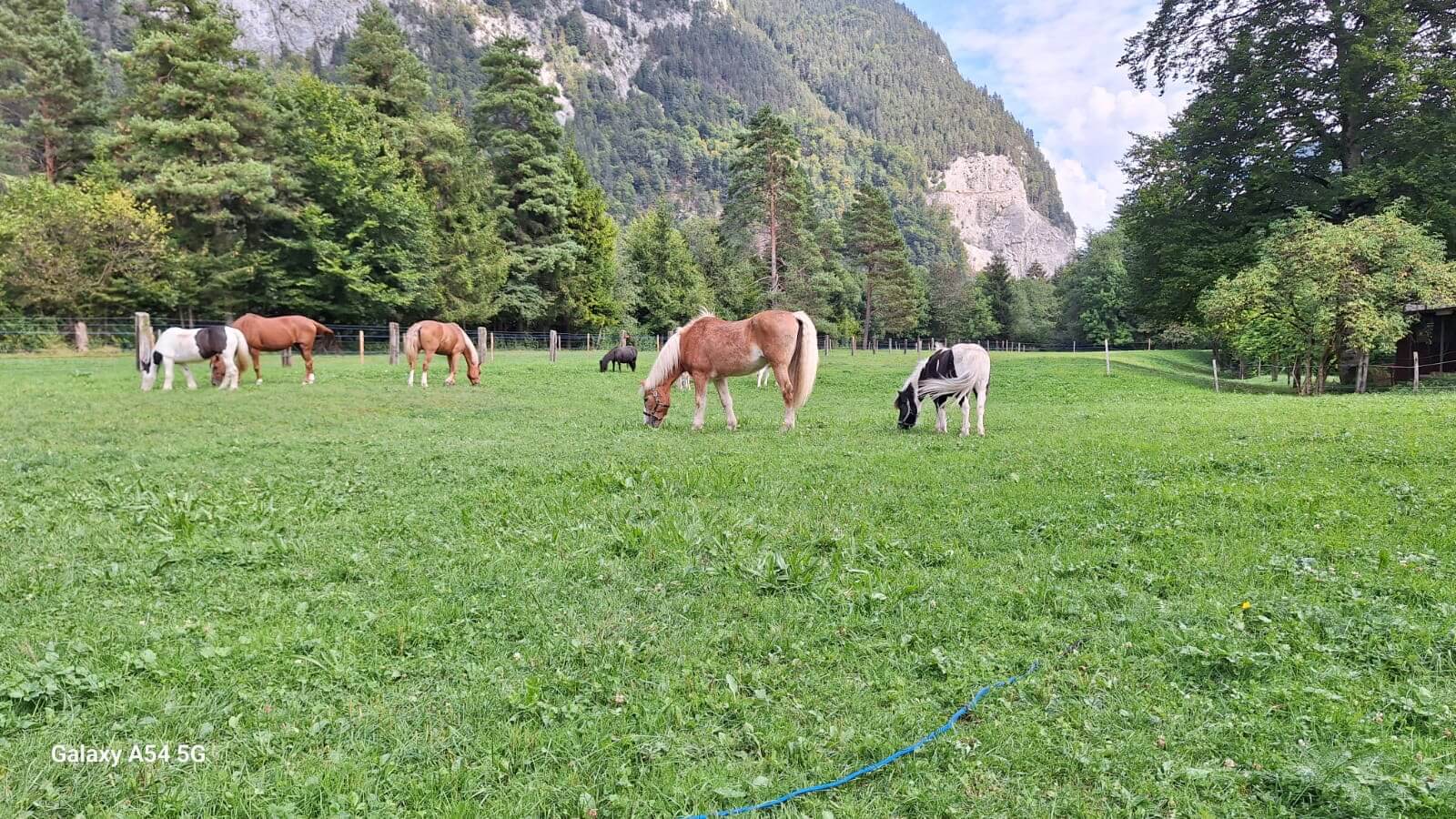 Diemtigtal - boarding stable in the Nature Park