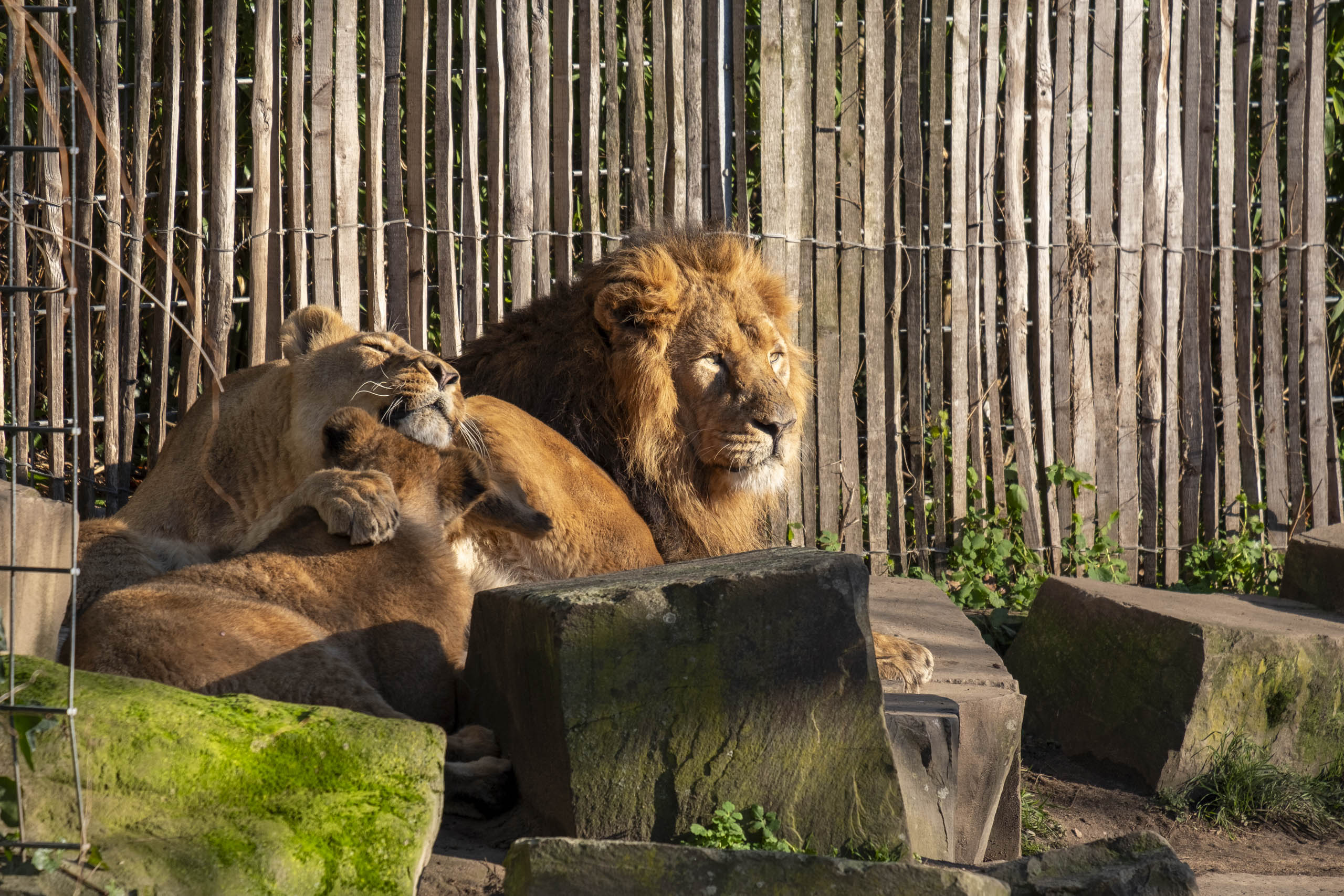 Famous Zoo In Germany