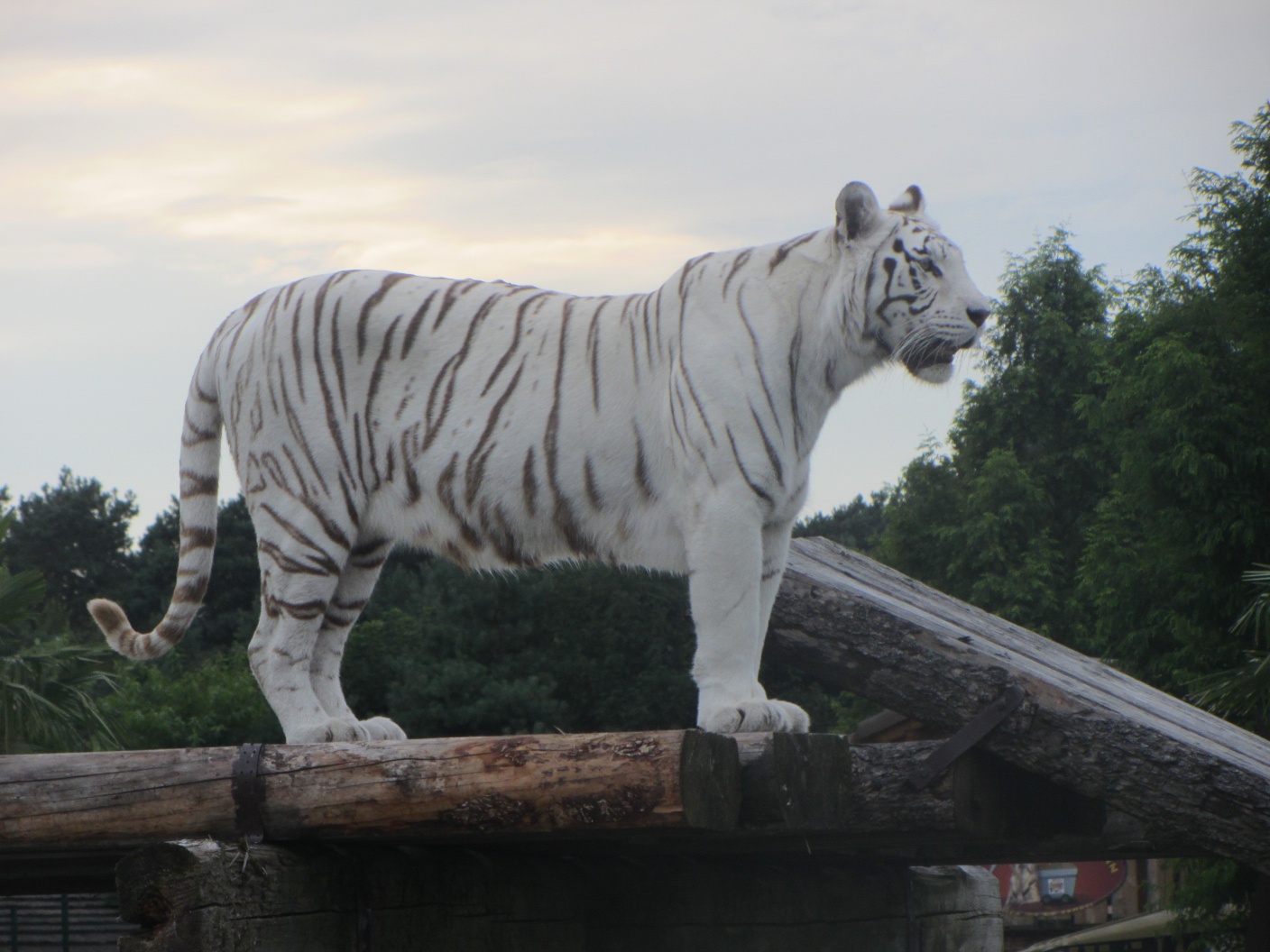 Safariland Stukenbrock - Wildlife-Zoo und Freizeitpark