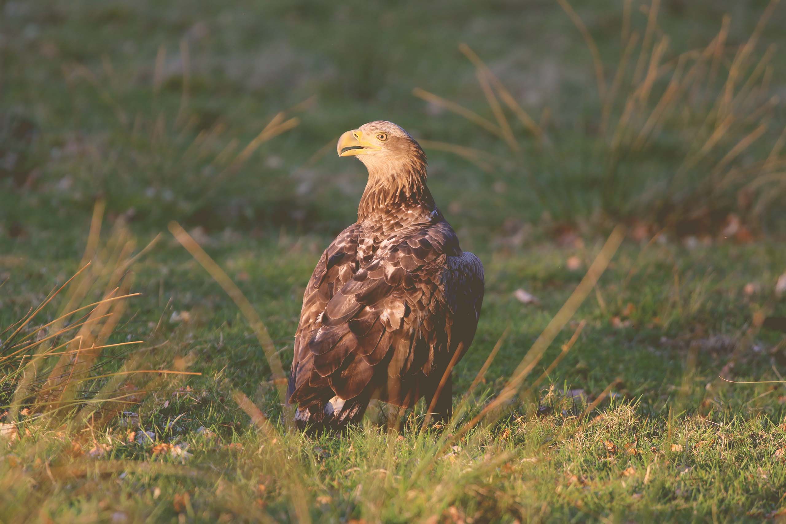 Seeadler-Beobachtungsstation