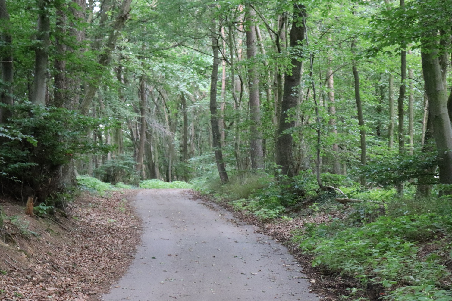 A2 Lübbecke - Wanderweg im Wiehengebirge