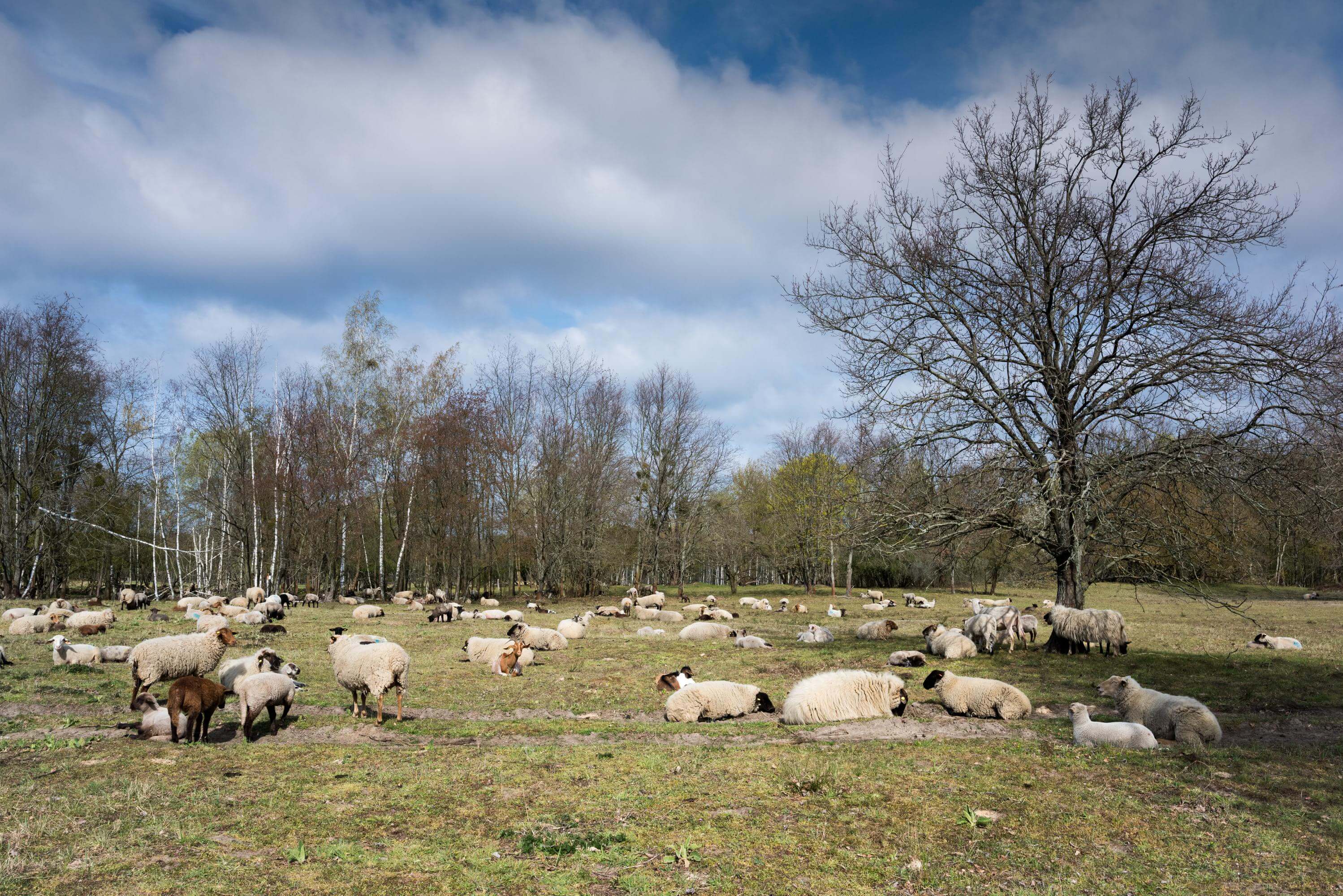 Rundweg Sperlingshof - Rohrbecker Weg